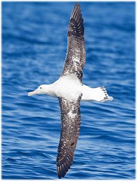 Dynamic Soaring with RC Gliders